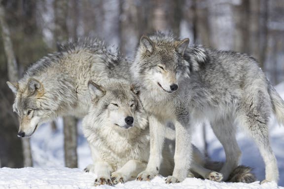 Pack of wolves stock photo. Image of nature, mammal, beauty - 52211356