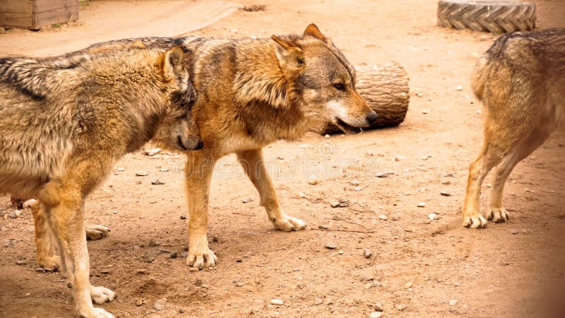 A Pack of Wolves at the Zoo. Wolves in a Zoo Cage Stock Image - Image ...