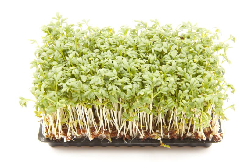 Package of Growing Sprouts stock photo. Image of fresh - 14398172