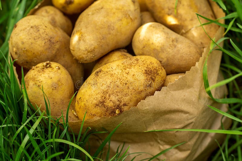 A Package of Potatoes Standing in the Grass Stock Photo - Image of ...