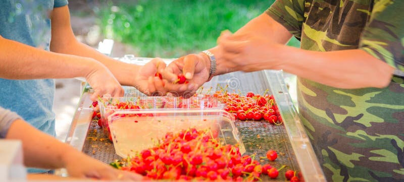 Package Sweet Cherries into Plastic Box Container on Conveyor Belt Line ...