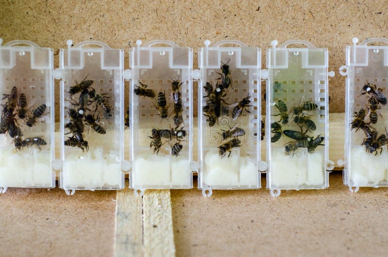 Packaged Bees, Honey Bee Queens for Sale Stock Image - Image of frame ...