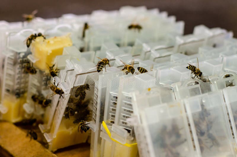 Packaged Bees, Honey Bee Queens for Sale Stock Image - Image of honey ...