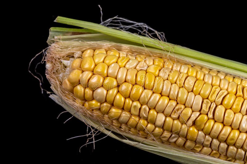 Packaged and Sealed Fresh Grocery Store Yellow Corn. Isolated. on Black ...