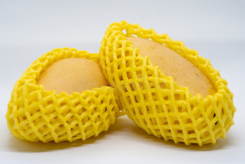 The Mangos are Wrapped in a Plastic Bag Attached To the Bugs on the ...