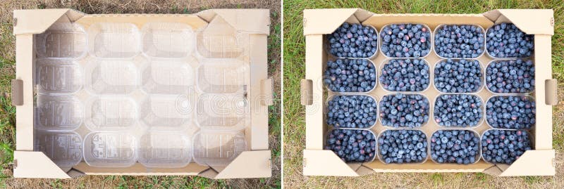 Packaging for Blueberries Storing and Transport Stock Image - Image of ...