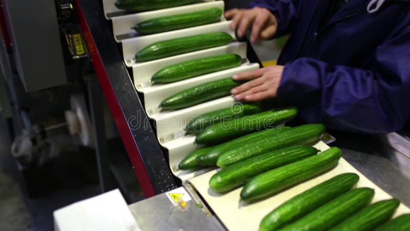 Packaging Machine for Cucumber at Factory Stock Footage - Video of ...