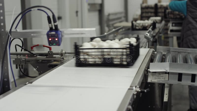 Packaging and Packaging of Mushrooms in Production. White Champignon ...