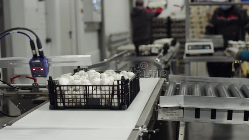 Packaging and Packaging of Mushrooms in Production. White Champignon ...