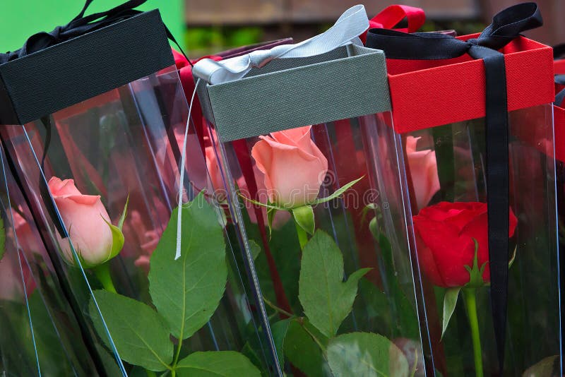 Packaging roses stock photo. Image of bright, roses, gift - 31045090