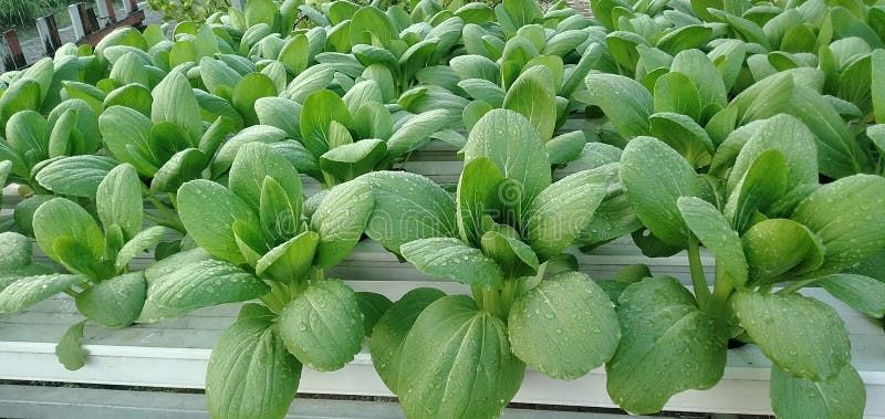 Packcoy Mustard Greens are Healthy Hydroponic Plants Stock Photo ...