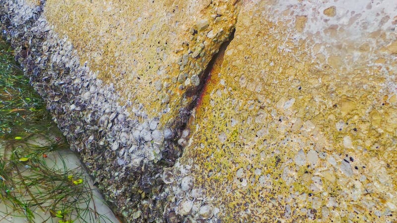 Packed shells zoom stock photo. Image of rusty, life - 83235848