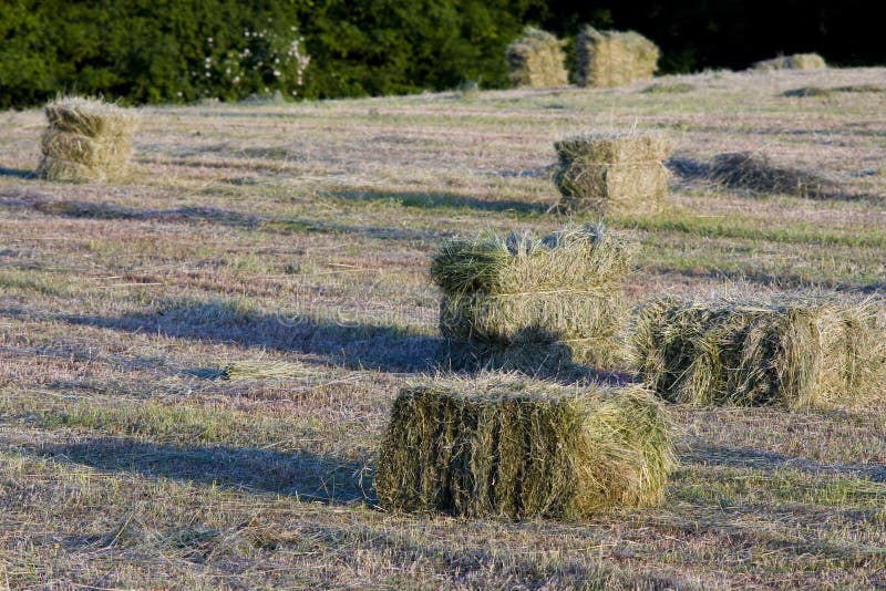 Packed Hay Picture. Image: 5214544