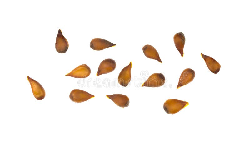 Packham Pear Seeds on White Background Stock Image - Image of seed ...