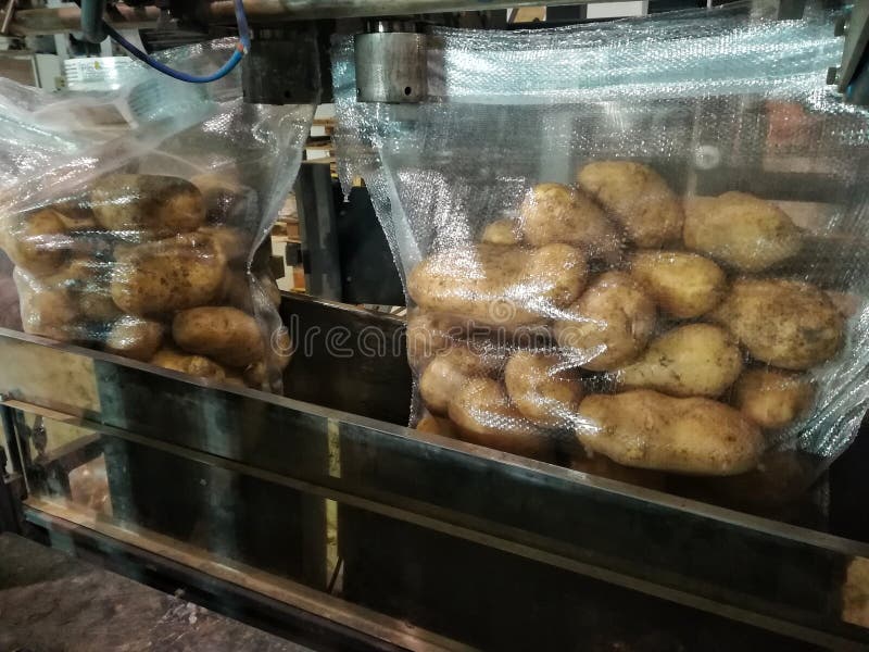 Bagged potatoes stock photo. Image of gross, food, conveyor - 49246784