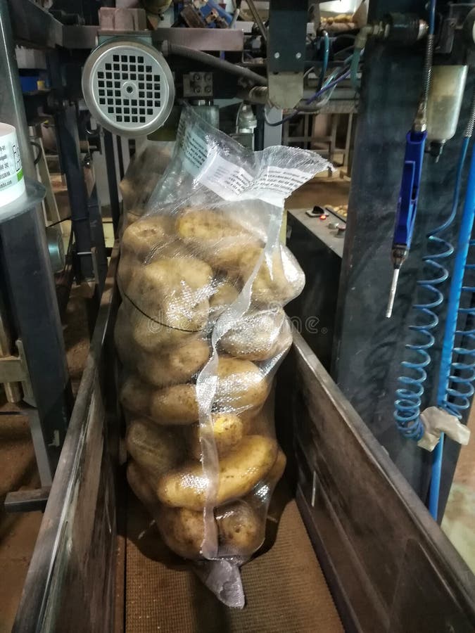 Bagged potatoes stock photo. Image of gross, food, conveyor - 49246784