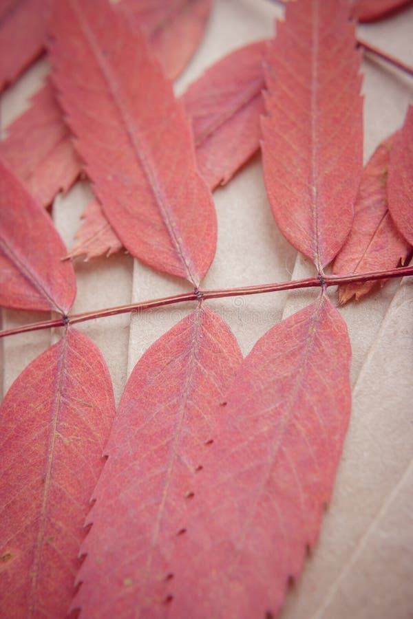 Packing: Kraft Package and Branch of a Mountain Ash Stock Photo - Image ...