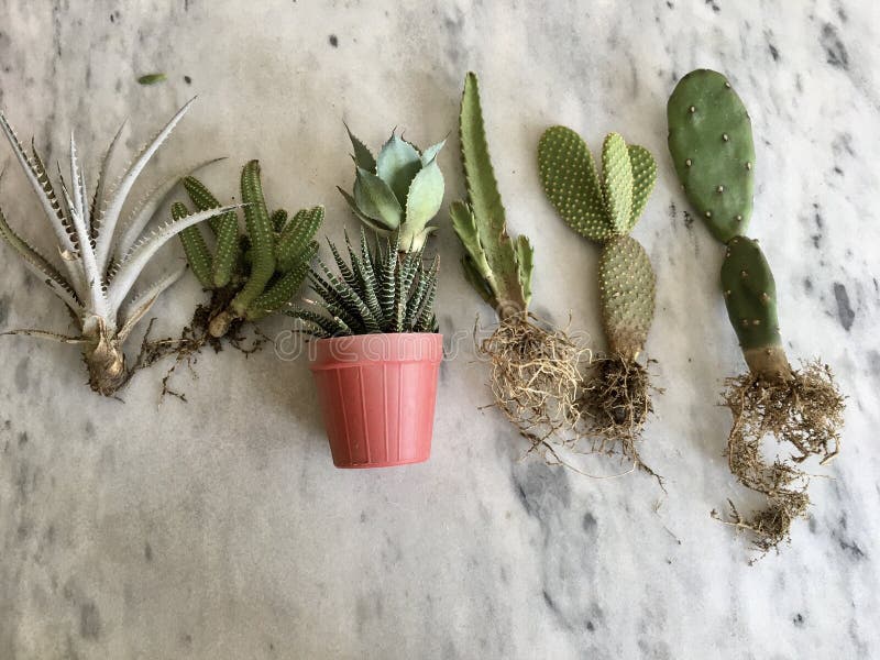 Packing Plants with No Soil and Bare Roots To Cargo for a Customer ...