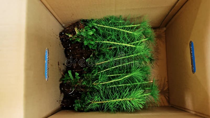Packing of Seedlings in Boxes for Transportation, Seed Center Stock ...