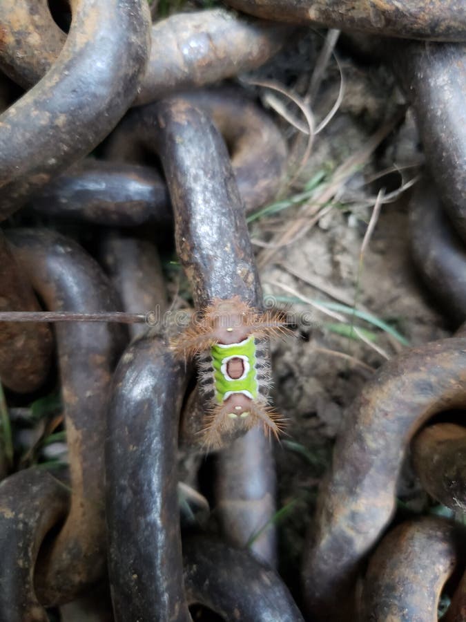 Packsaddle stock photo. Image of stinging, animal, worm - 124985976