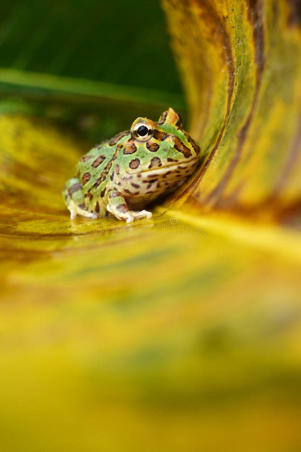 Pacman frog stock image. Image of wildtiere, amphybia - 51862015