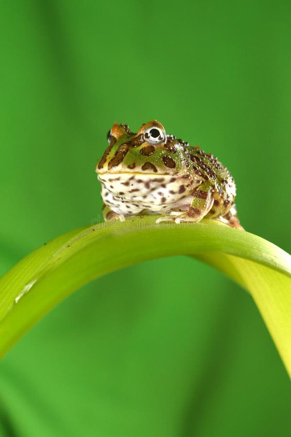 Pacman frog stock image. Image of amphybia, macro, animal - 51745085