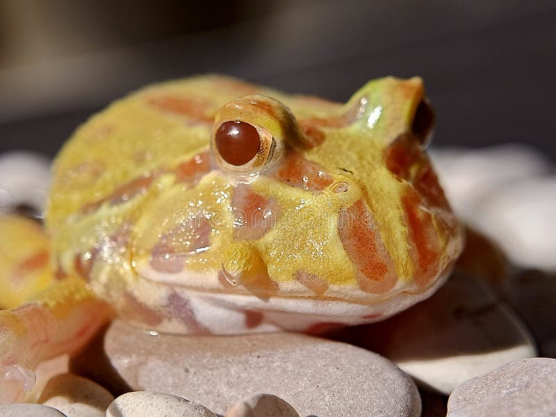 Pacman Frog Lemon Yellow Toad Stock Photo - Image of lemon, toad: 263867626