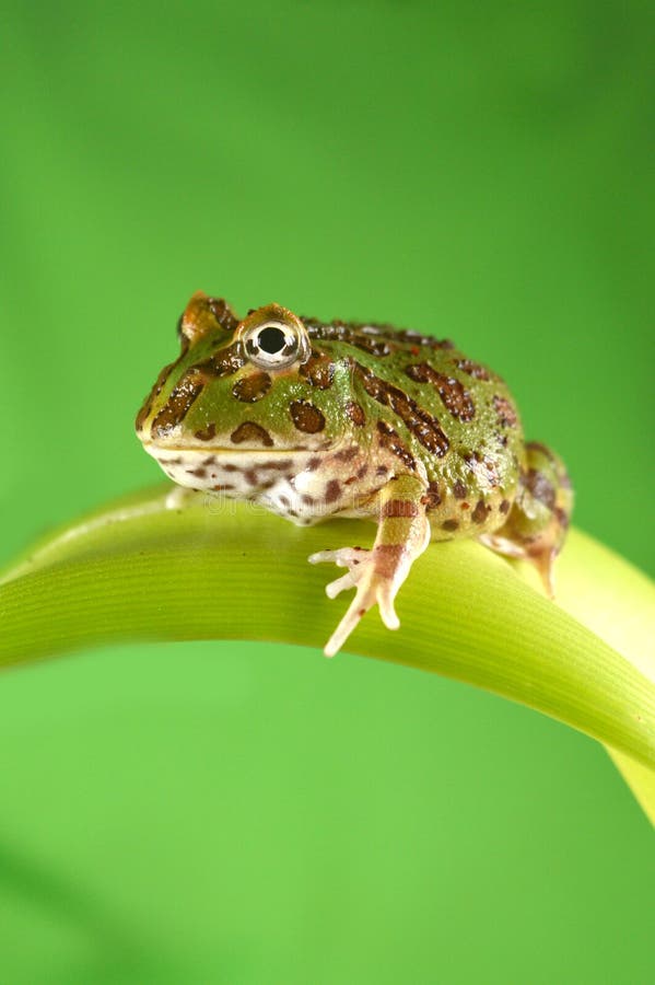 Pacman Frosch stockfoto. Bild von tiere, makro, frosch - 51862232