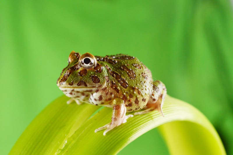 Pacman Frosch stockbild. Bild von nave, mann, frosch - 51745471