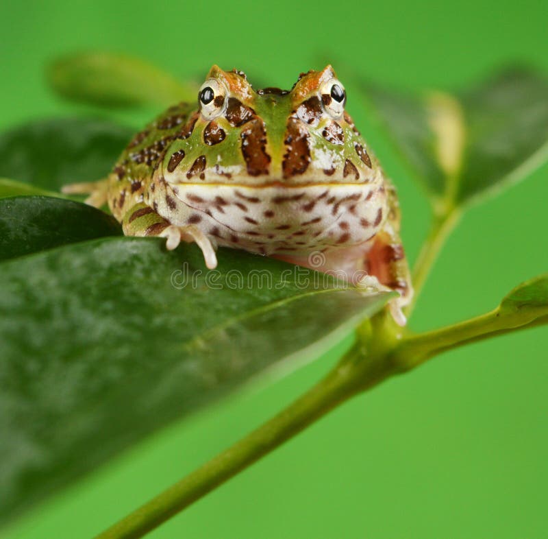 Pacman Frosch stockbild. Bild von nave, mann, frosch - 51745471