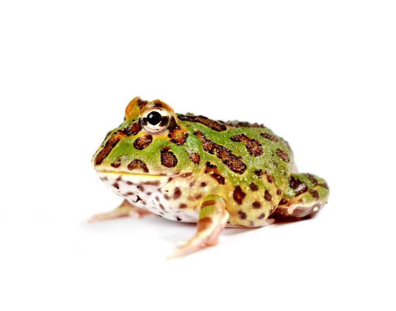 Pacman-Frosch Oder Gehörnte Kröte Stockbild - Bild von gehörnt ...