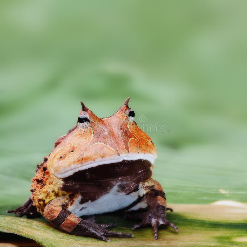 Pacman-Frosch Oder Gehörnte Kröte Amazonas-Regenwald Stockfoto - Bild ...