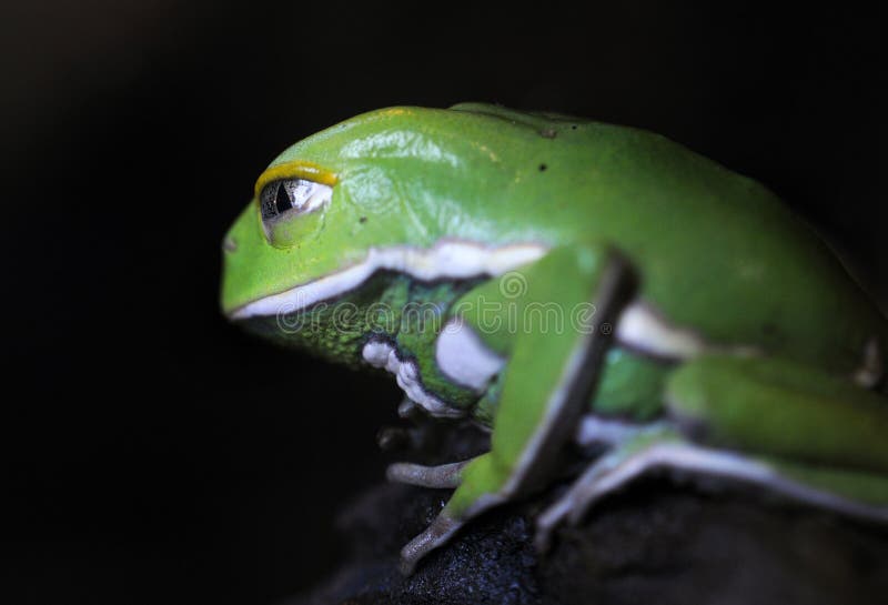 Pacman groda fotografering för bildbyråer. Bild av mörkt - 31597987