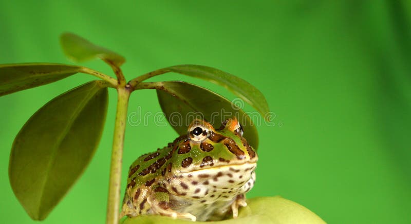 3,252 Ostern Stock Photos - Free & Royalty-Free Stock Foton från Dreamstime