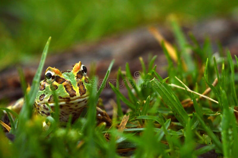 Pacman groda arkivfoto. Bild av vild, skikt, husdjur - 51862232