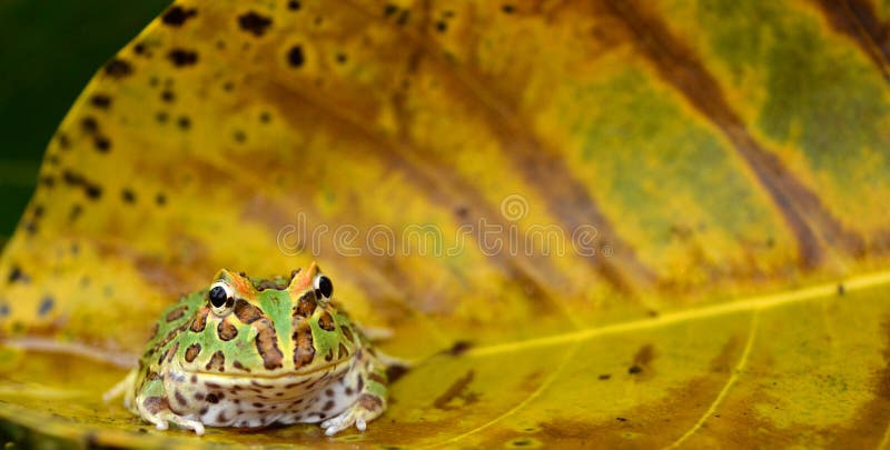 Pacman groda arkivfoto. Bild av vild, skikt, husdjur - 51862232