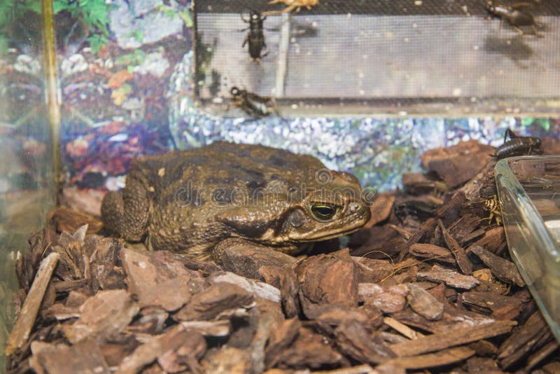 Pacman Groda Eller Horned Padda Arkivfoto - Bild av bifokal, hornsklubb ...