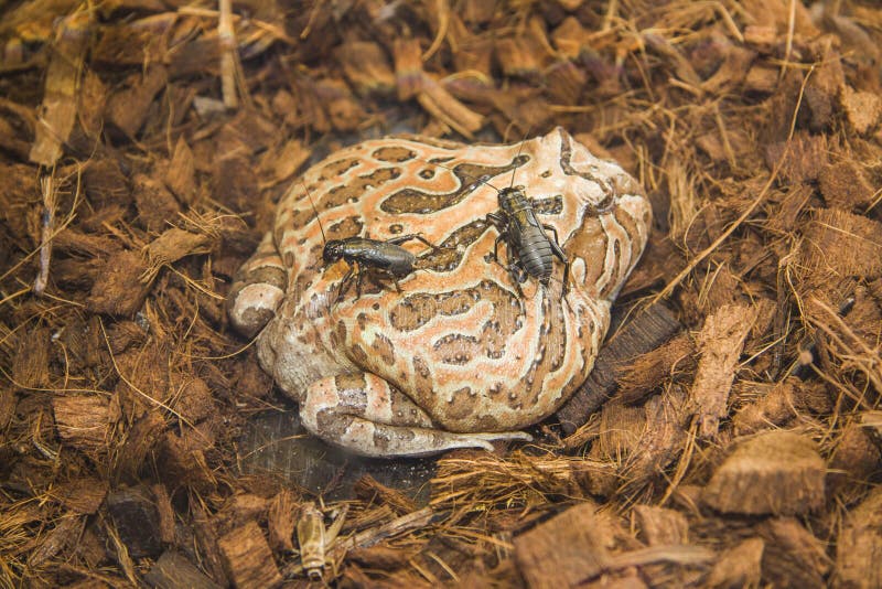 Pacman Groda Eller Horned Padda Arkivfoto - Bild av padda, roligt: 45568860