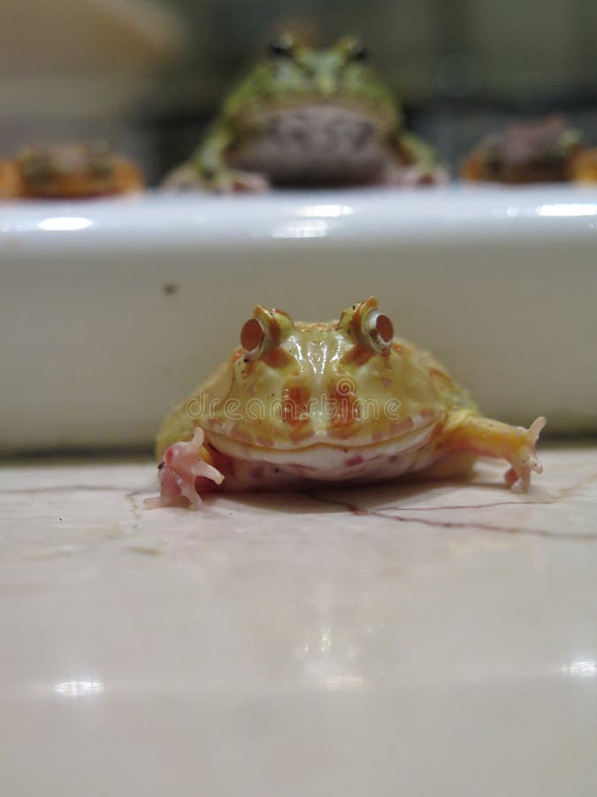 Pacman Tree Frog Exoitic Wildlife Stock Photo - Image of food, frog ...