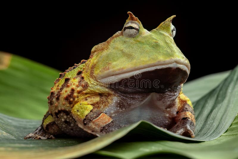 Pacmankikker of Gehoornde Pad Stock Afbeelding - Image of fauna, regen ...