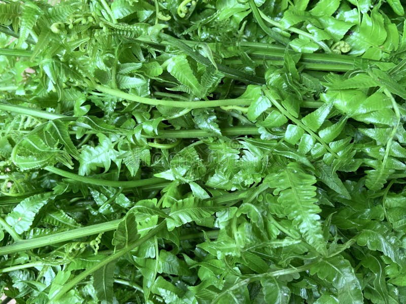 Paco fern stock image. Image of water, organic, diplazium - 158561461