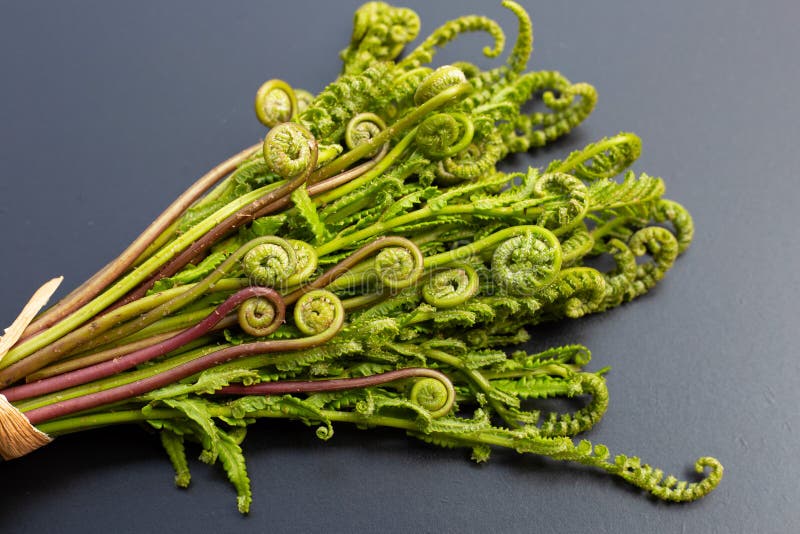 Paco Fern on dark stock photo. Image of organic, branch - 211543694