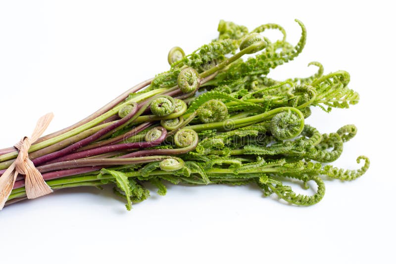 170 Paco Plant Stock Photos - Free & Royalty-Free Stock Photos from ...