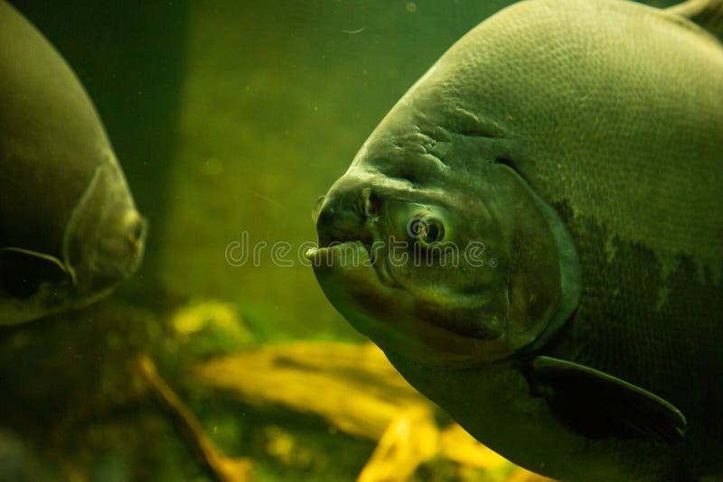 Pacu fish in aquariu stock image. Image of serrasalmid - 262107239
