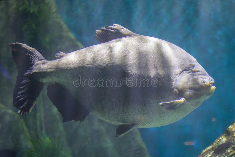 Pacu Fish stock image. Image of fishes, america, life - 95003843