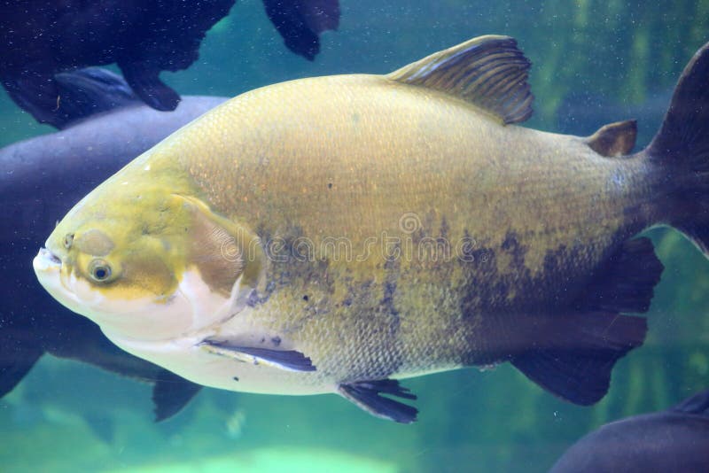 Pesce D'acqua Dolce Rosso-gonfiato Dell'acquario Di Pacu Immagine Stock ...
