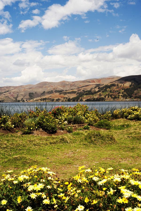 Pacucha Lake Coast and Flower in Abancay, Stock Photo - Image of peru ...
