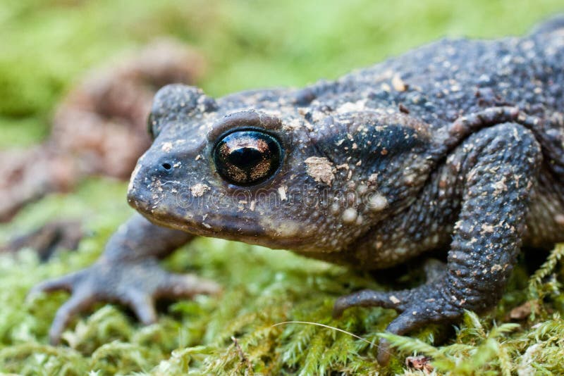 Pad stock afbeelding. Image of dier, groen, gemeenschappelijk - 35863639