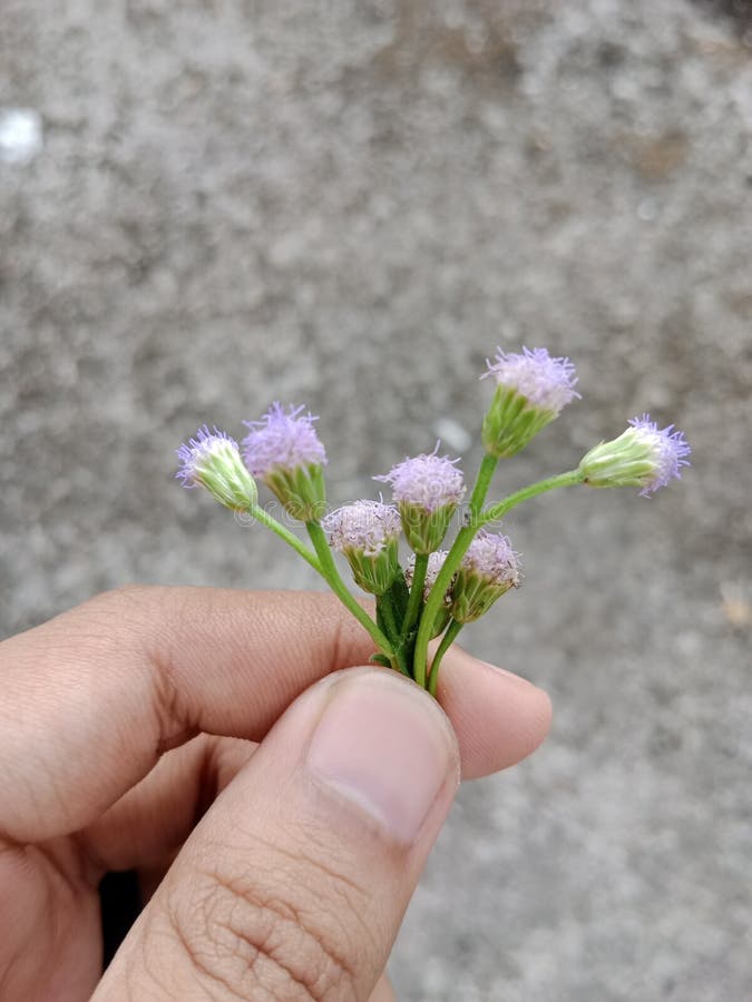Padang, January 18, 2023, Tropical White Weed Petals Stock Photo ...