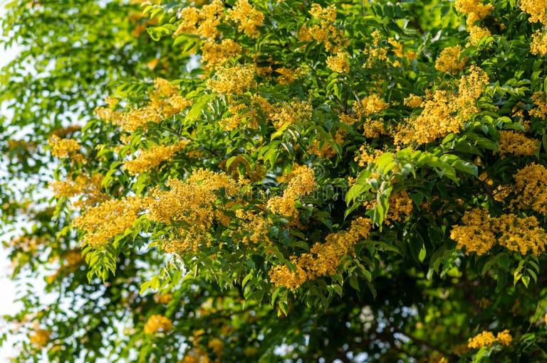 202 Padauk Flower Stock Photos - Free & Royalty-Free Stock Photos from ...